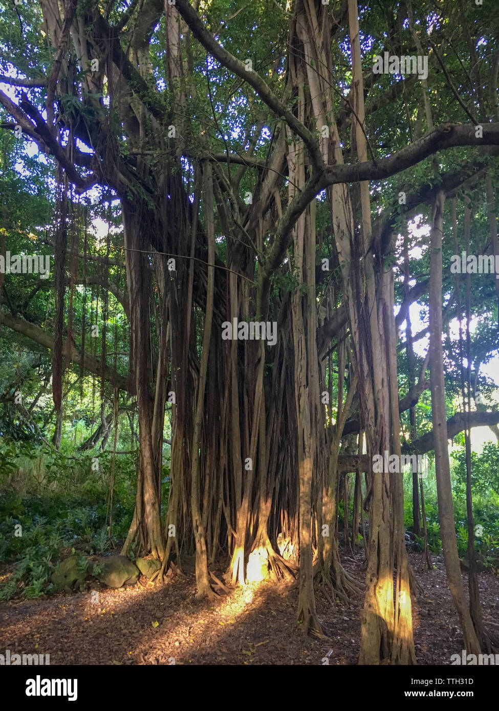 Huge banyan tree at Haleakala National Park on the Hawaiian island of ...