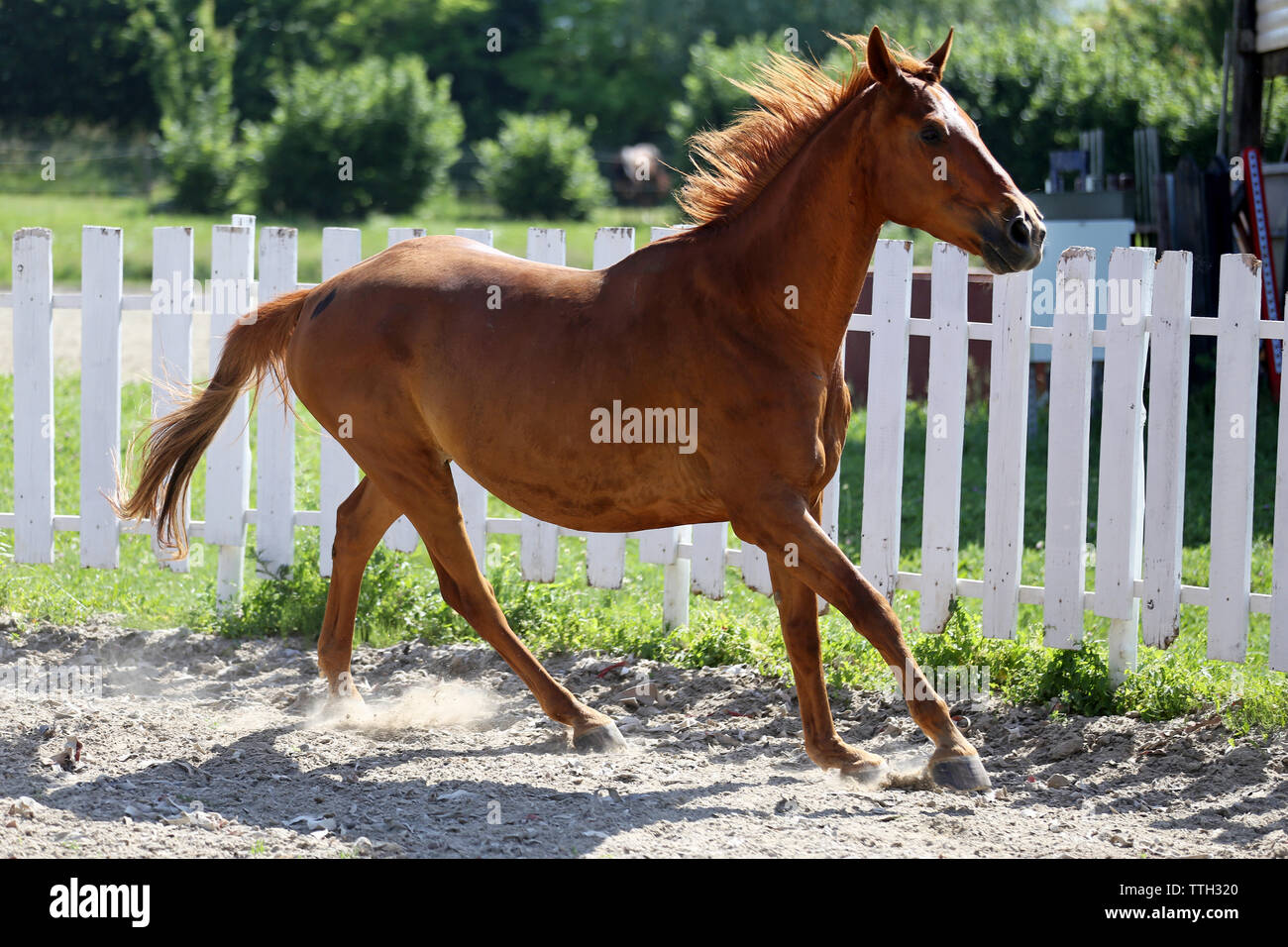 Beautiful healthy youngster canter against white paddock fence Stock ...