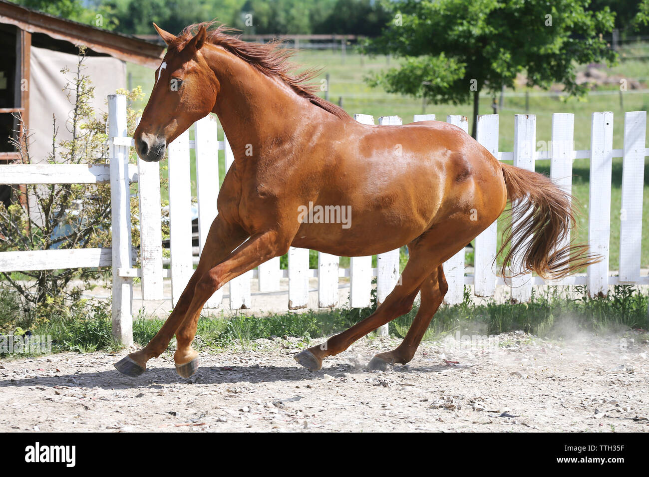 Beautiful healthy youngster canter against white paddock fence Stock ...