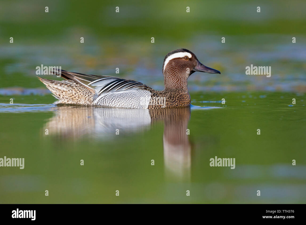 Garganey (Anas querquedula), side view of a drake swimming in a pond ...