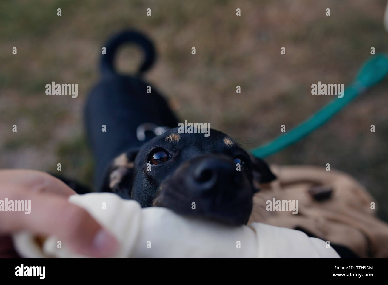 Dog bone hi-res stock photography and images - Alamy