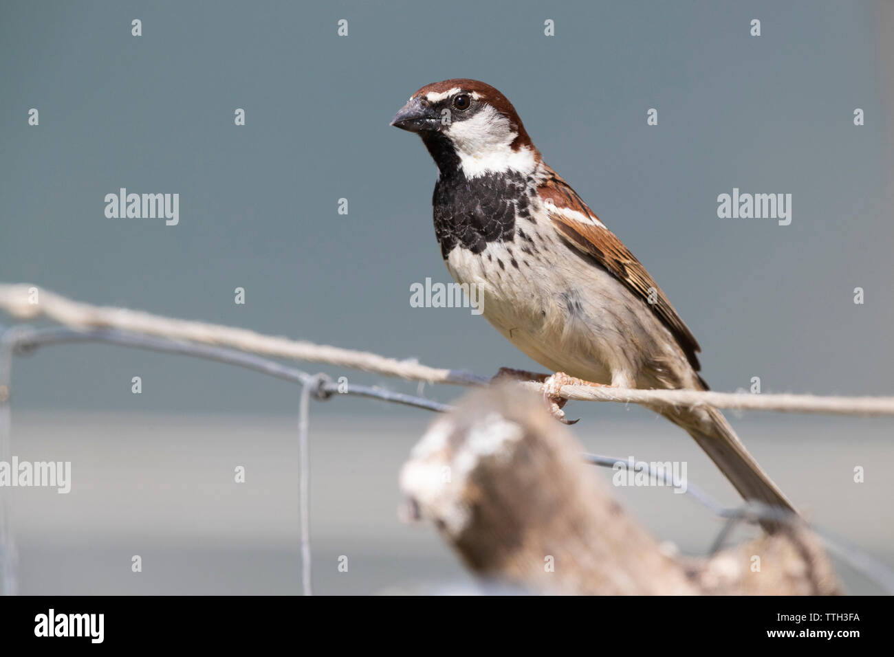 Italian Sparrow (Passer italiae), adult male perched on a wire Stock ...