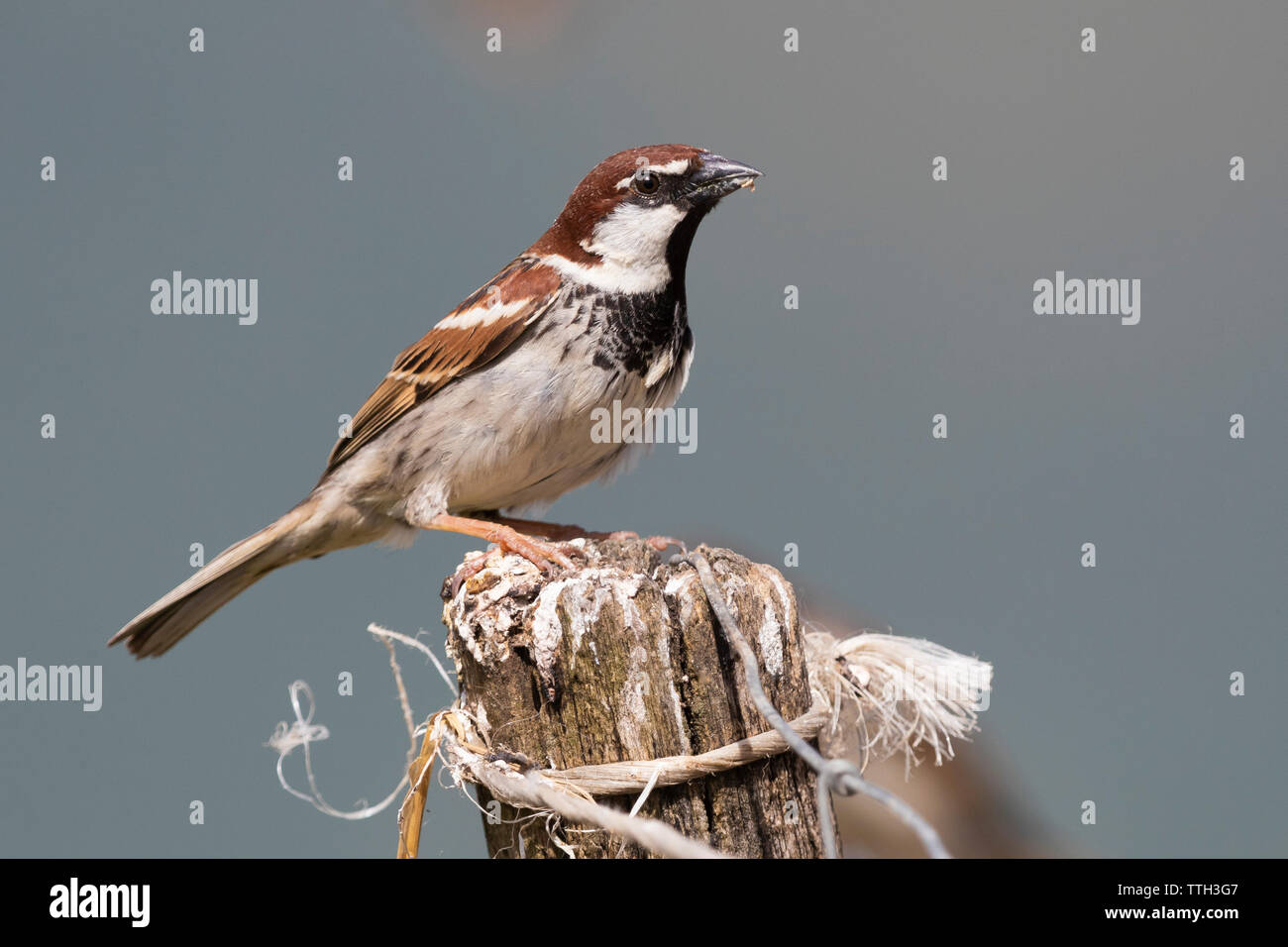Italian sparrows hi-res stock photography and images - Alamy
