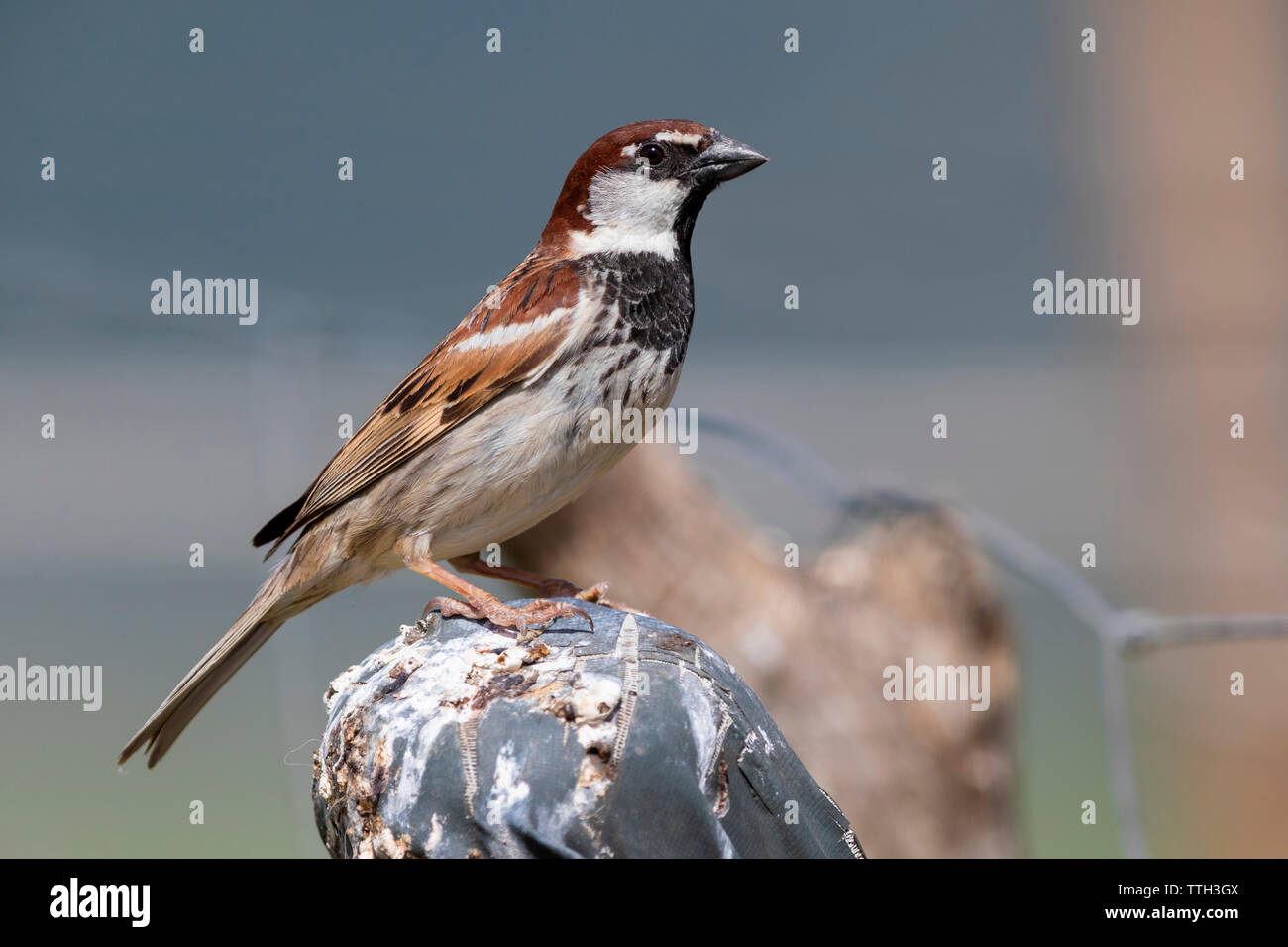 Italian Sparrow (Passer italiae), side view of an adult male perched on ...