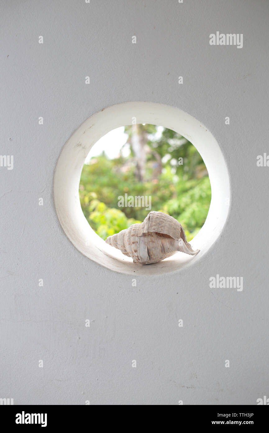 A conch shell sits in a window Stock Photo - Alamy