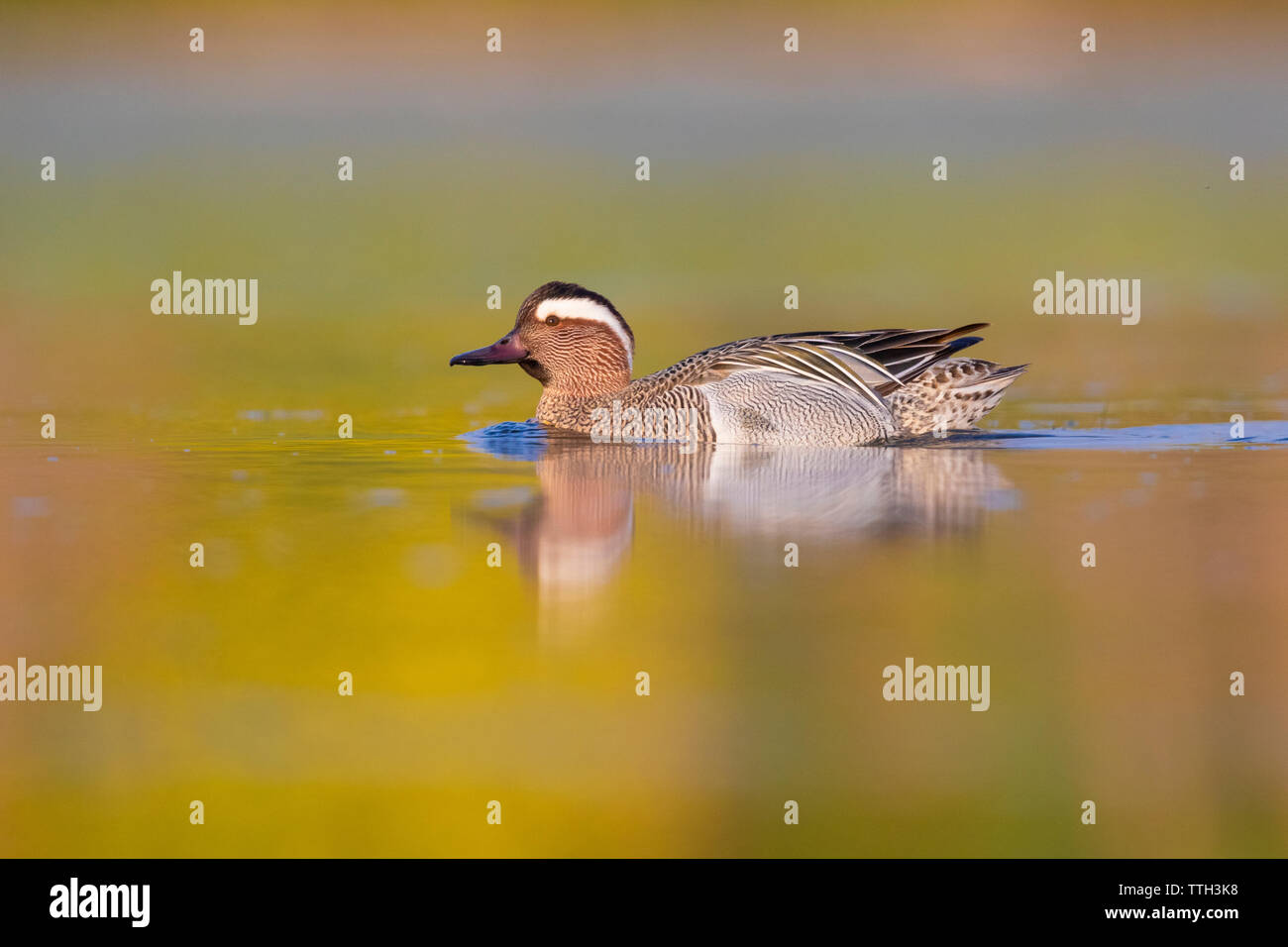 Garganey (Anas querquedula), side view of a drake swimming in a pond ...