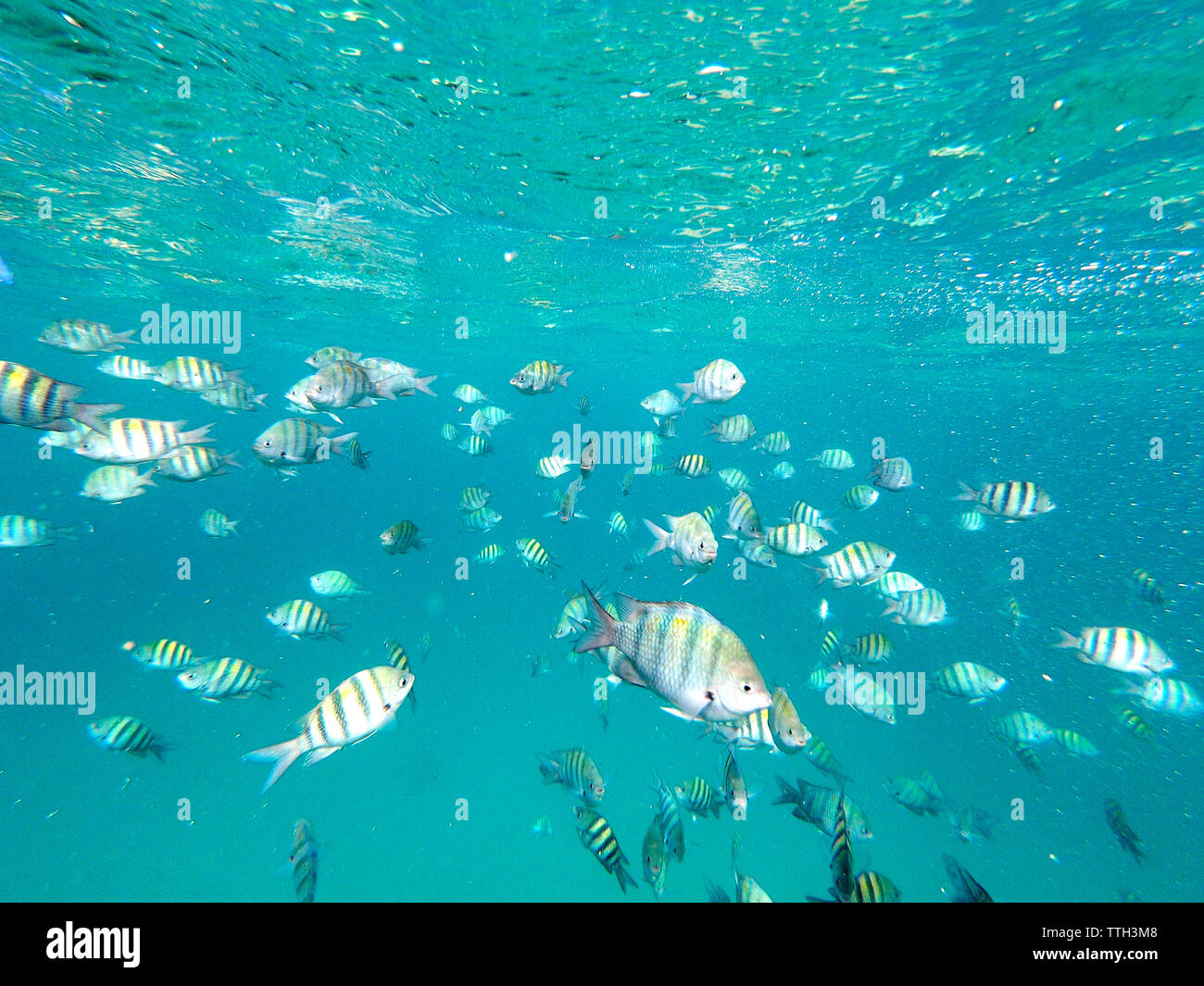 Tropical fish in the ocean in Barbados Stock Photo - Alamy