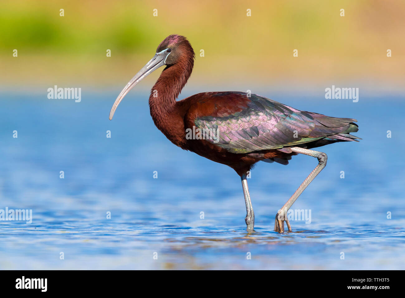 Glossy Ibis (Plegadis falcinellus), side view of an adult walking in a ...