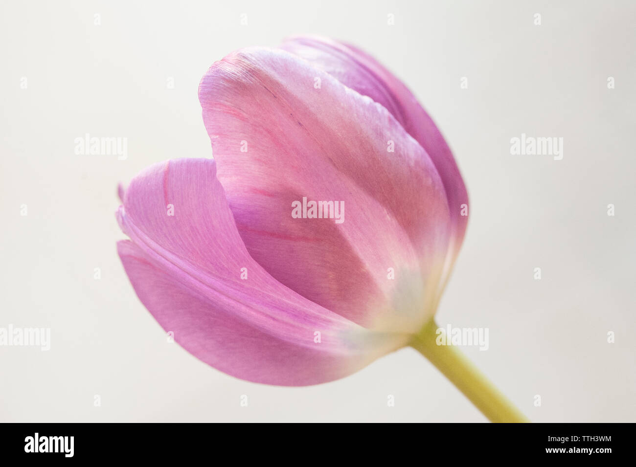 Backlit pink tulip petals hi-res stock photography and images - Alamy