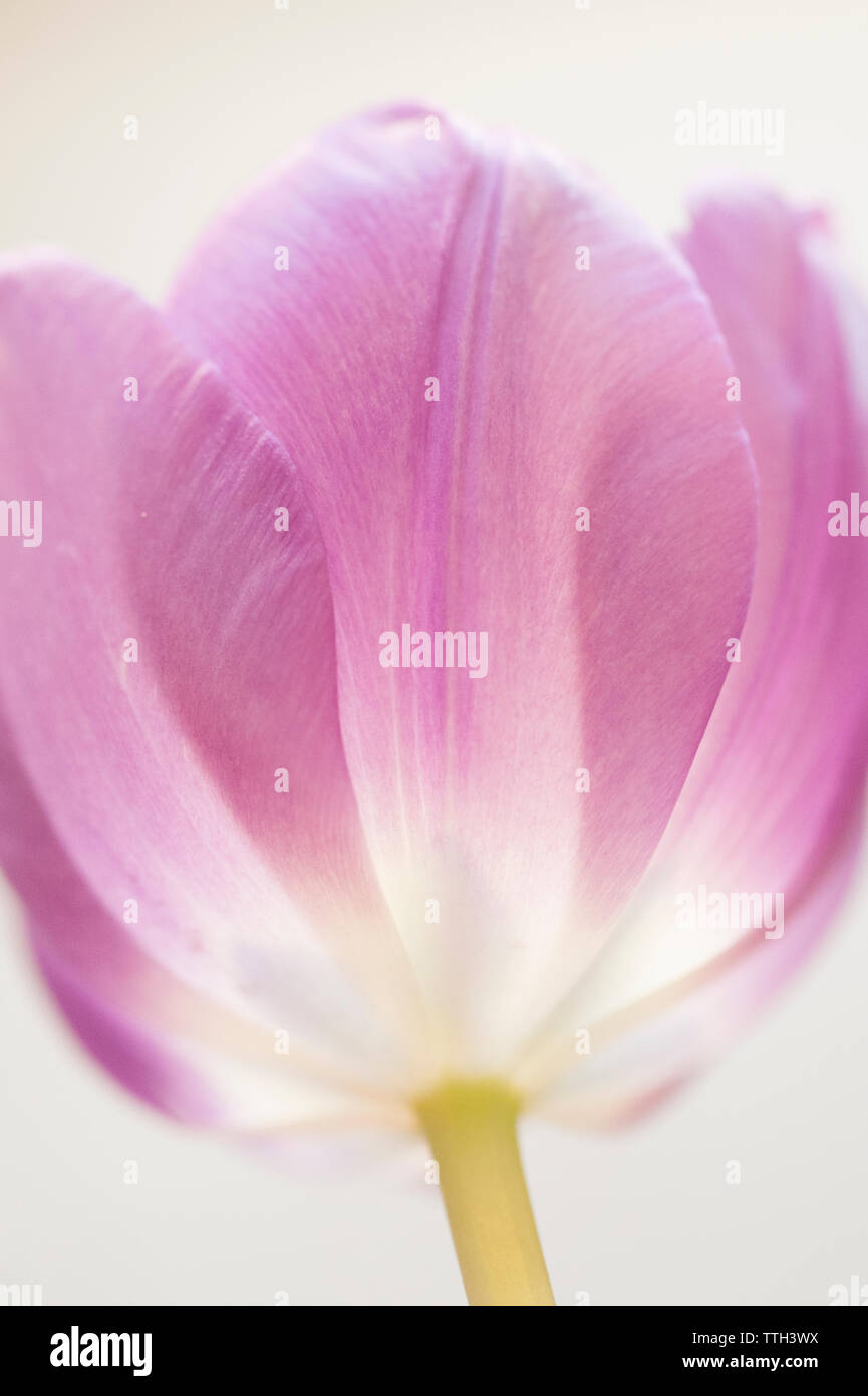 Pink tulip petals close hi-res stock photography and images - Alamy