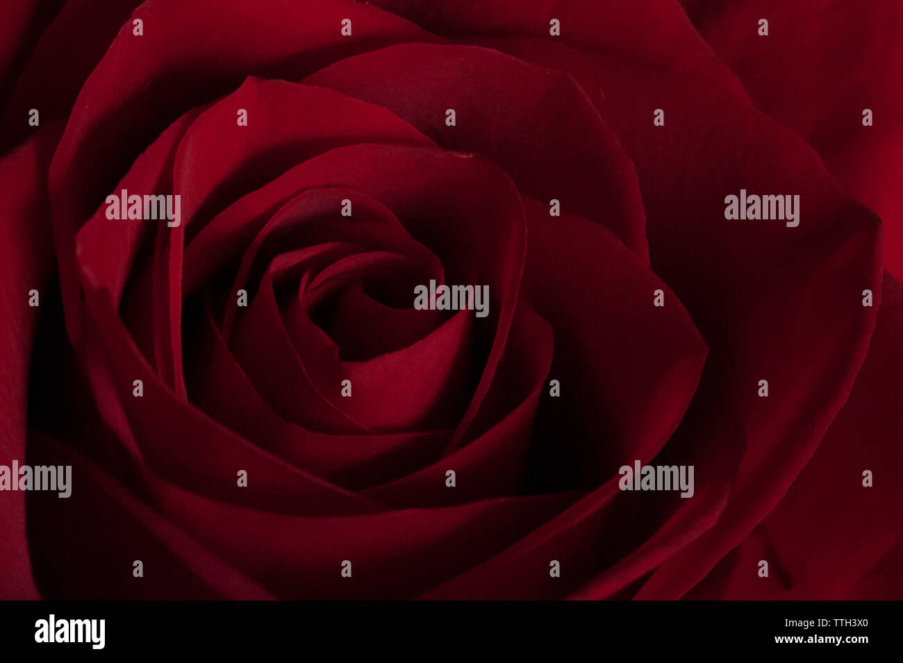 Up Close Image of a Red Rose Flower Stock Photo - Alamy