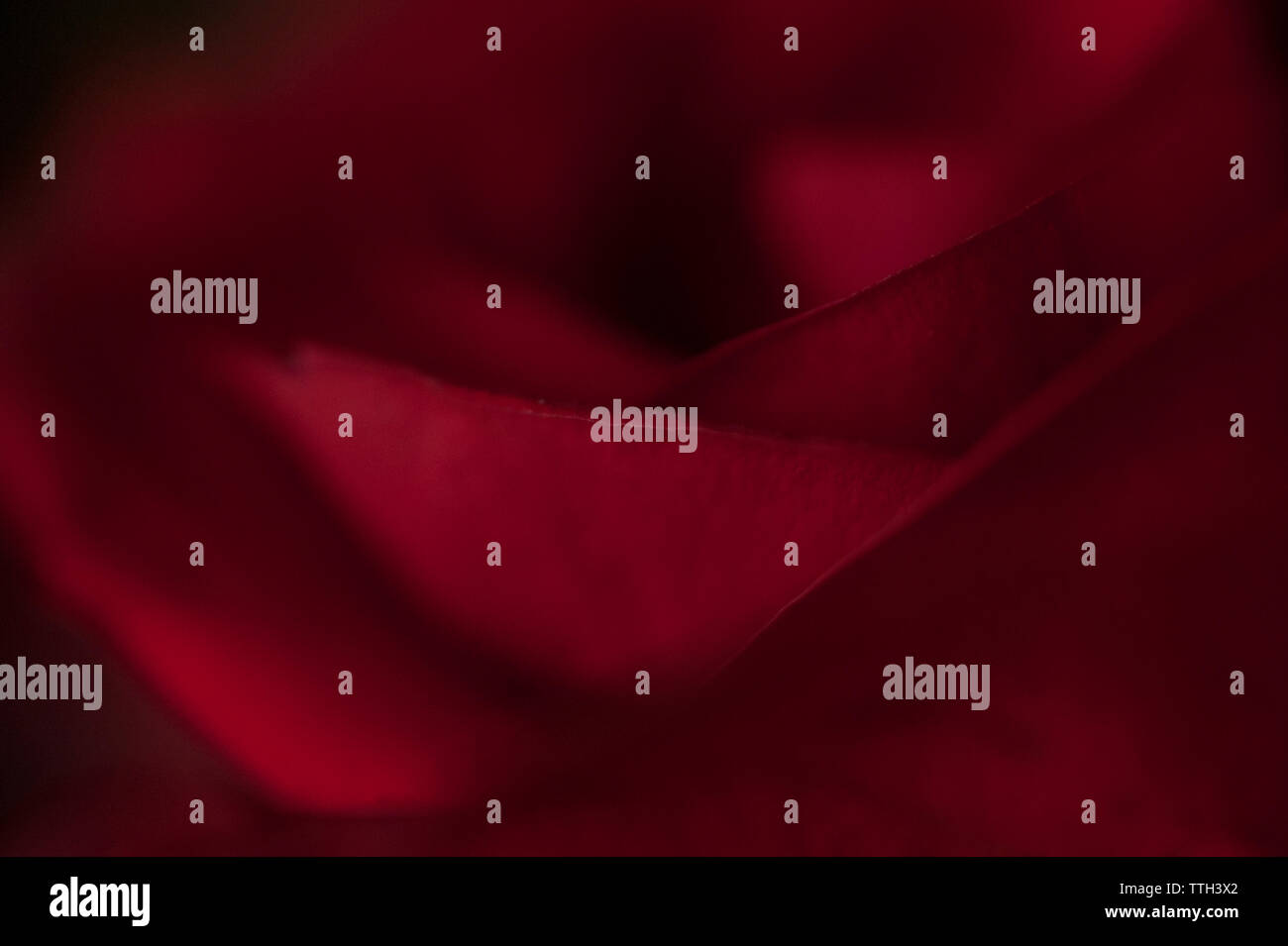 Rose upclose hi-res stock photography and images - Alamy