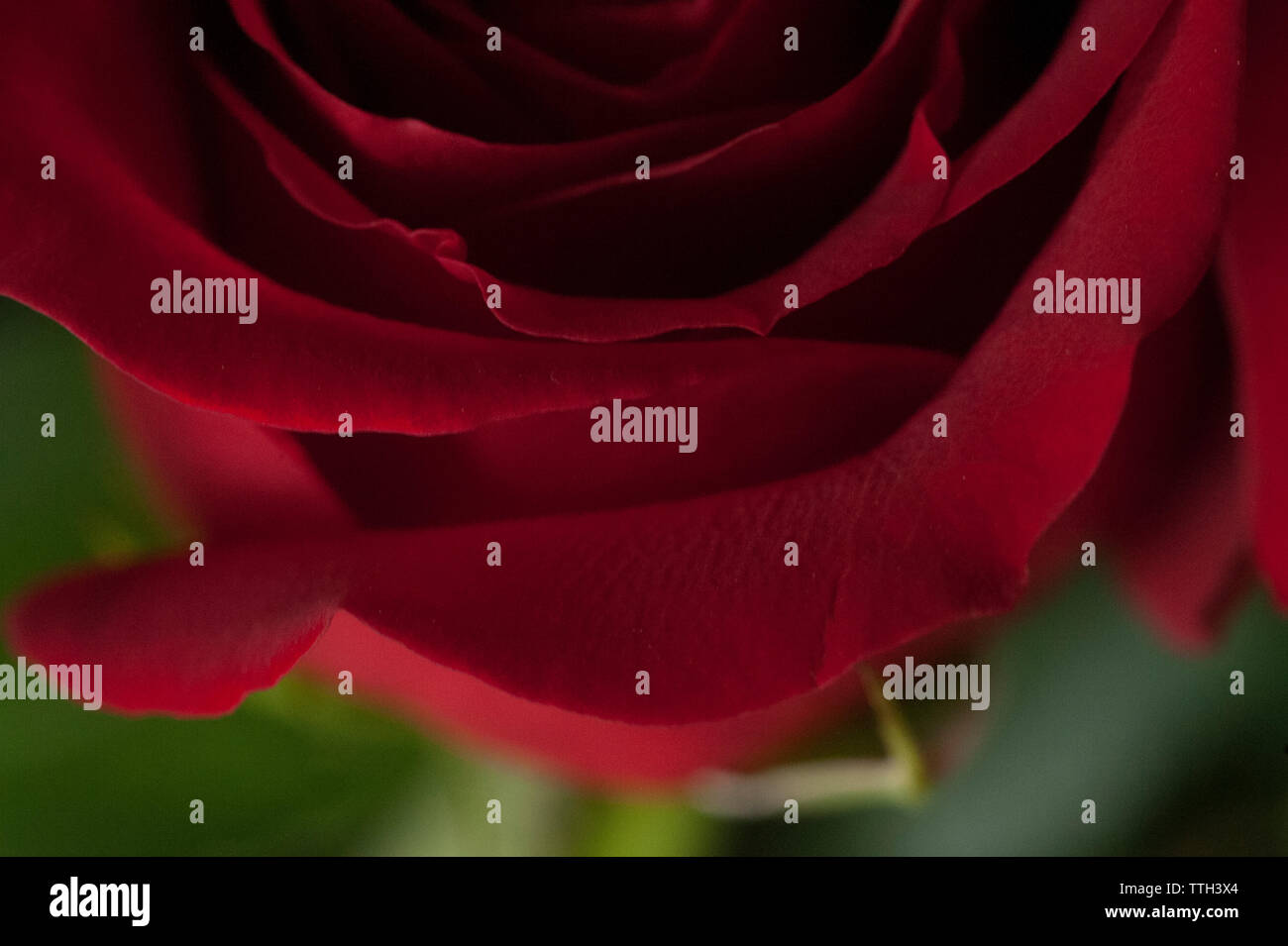 Up Close Image of Red Rose Petals Stock Photo - Alamy