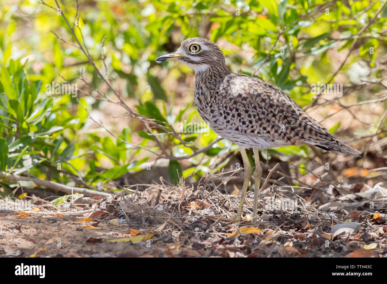 Spotted Thick-Knee (Burhinus capensis), side view of an adult standing ...