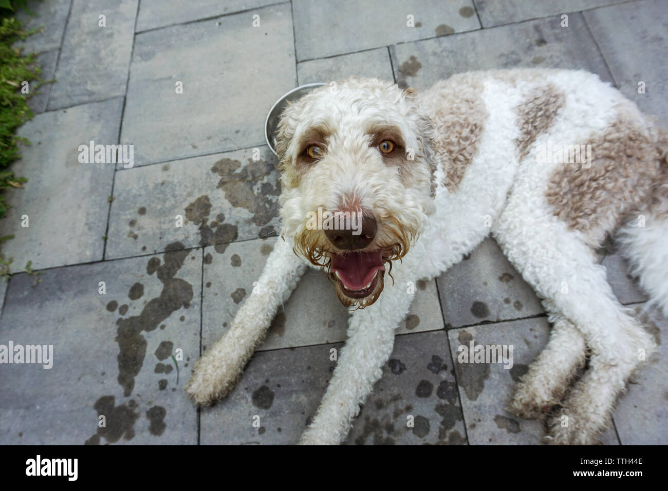 large dog laying on pavement panting, looking up at camera Stock Photo ...