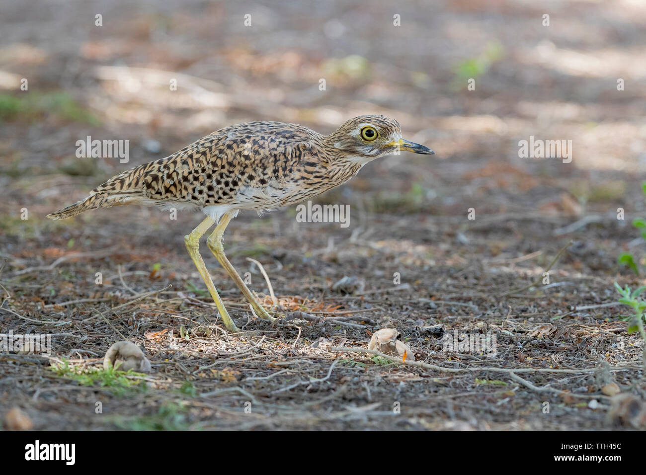 Spotted Thick-Knee (Burhinus capensis), side view of an adult standing ...