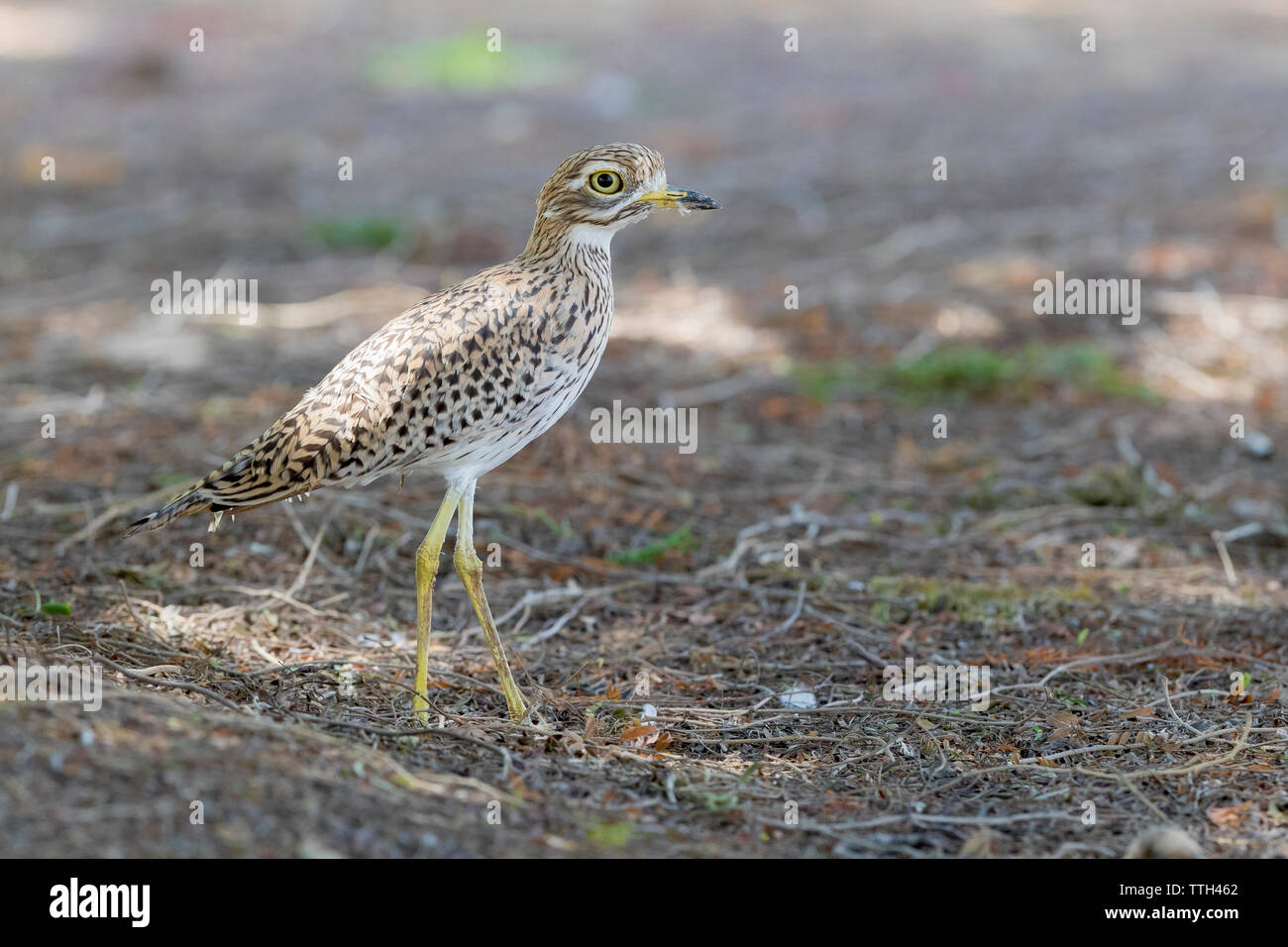 Spotted Thick-Knee (Burhinus capensis), side view of an adult standing ...