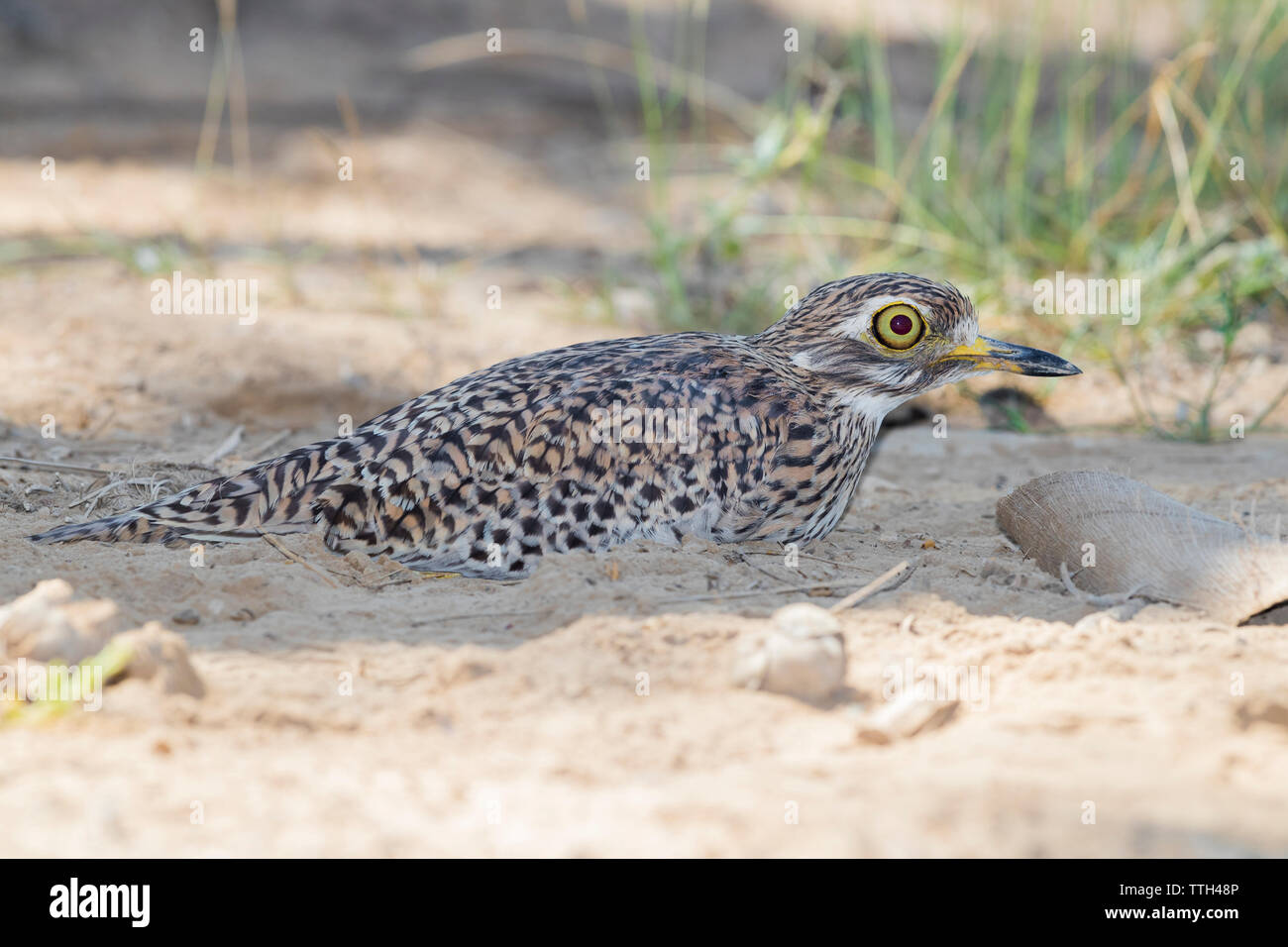 Spotted Thick-Knee (Burhinus capensis), side view of an adult crouced ...