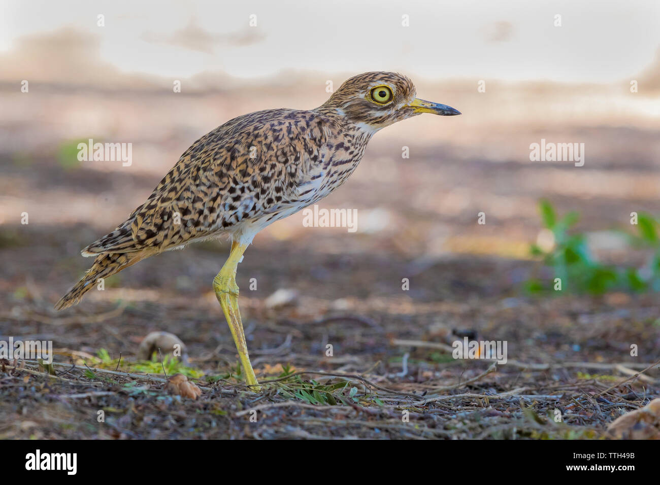 Spotted Thick-Knee (Burhinus capensis), side view of an adult standing ...