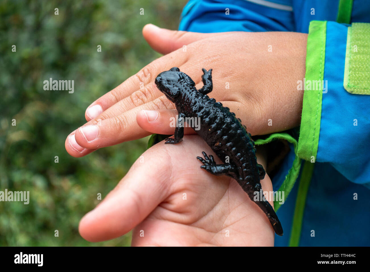 Young boy holding an alpine salamander in his hands Stock Photo - Alamy