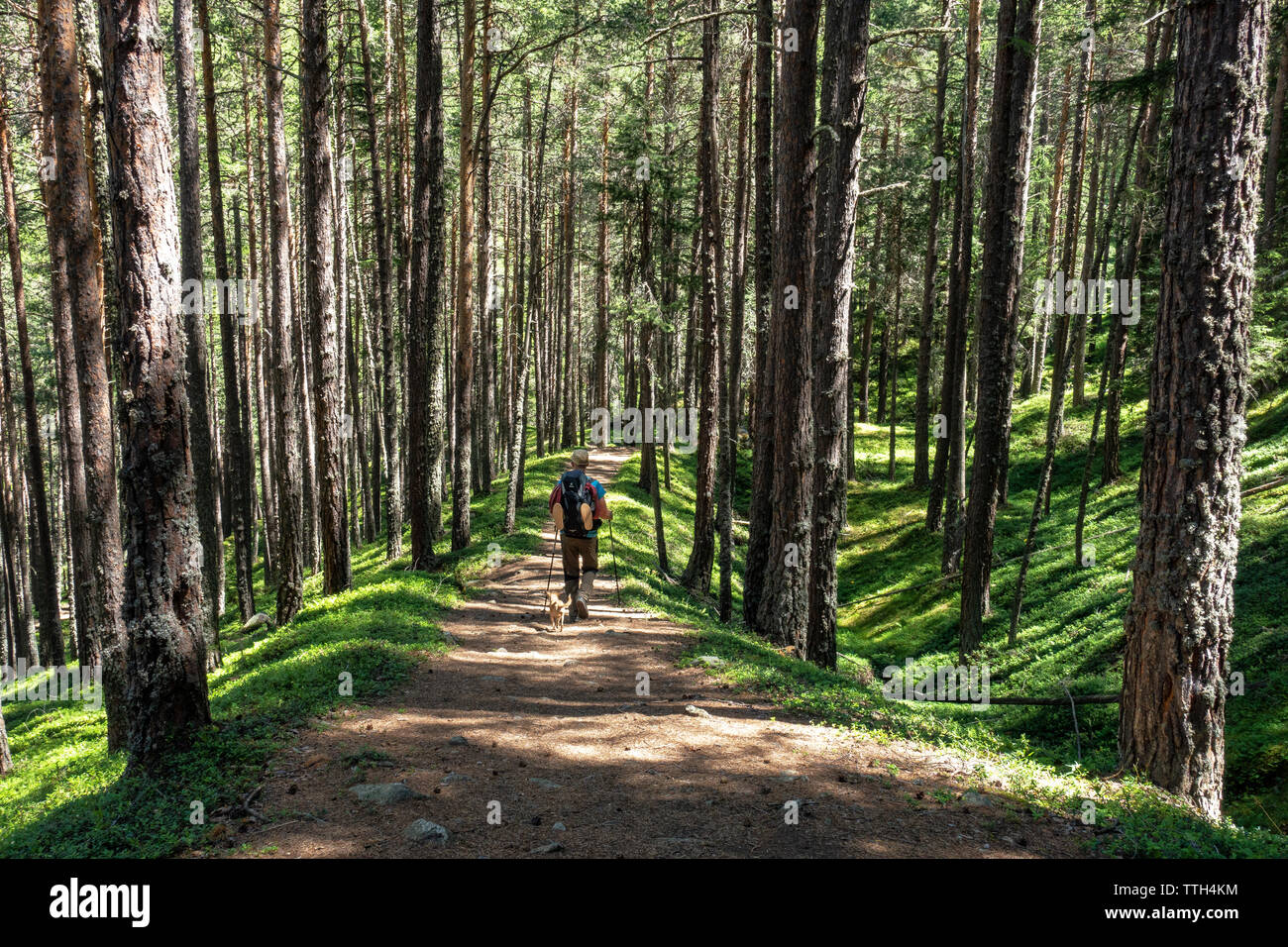 Hiker walking on a trail in an alpine forest in the Oetztal alps Stock ...