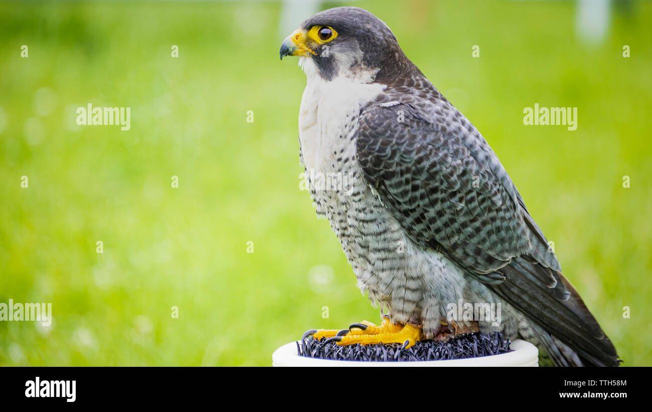 A side profile view of a captive Peregrine Falcon (Falco peregrinus ...