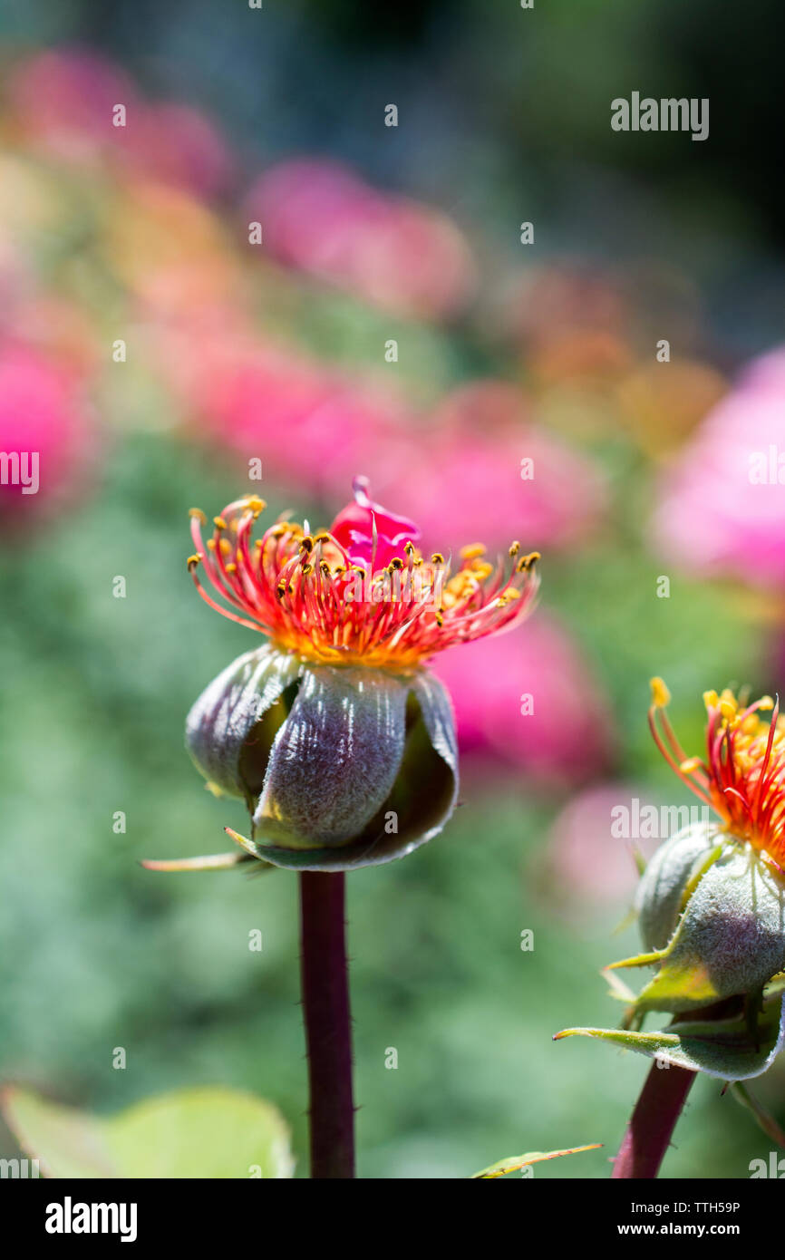 Garden High Resolution Stock Photography and Images - Alamy