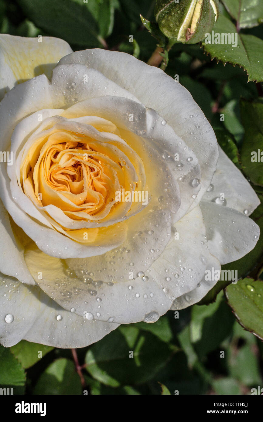 White rose dew hi-res stock photography and images - Alamy
