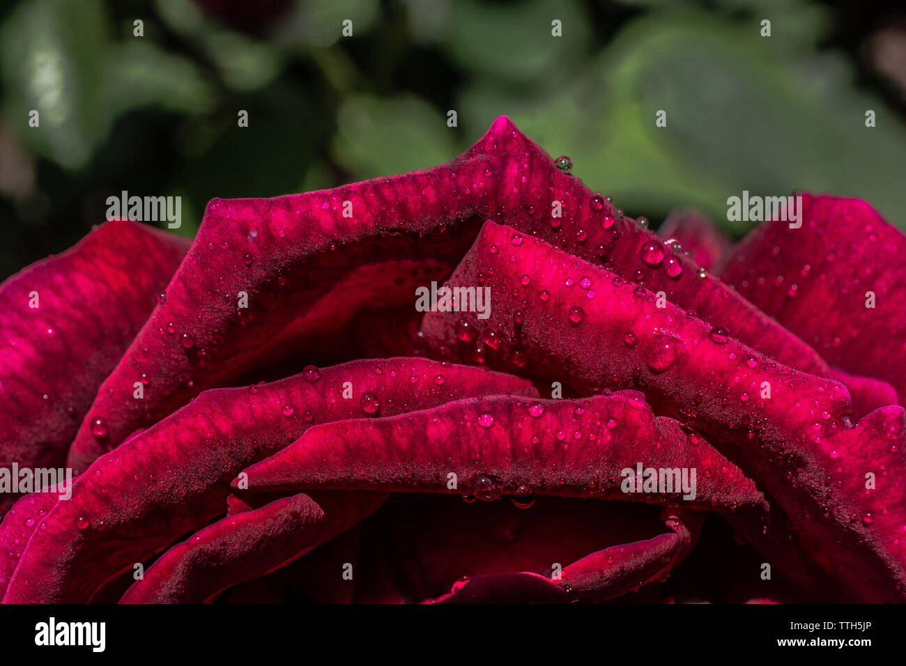 Gentle red rose with drops of dew on floral background Stock Photo - Alamy