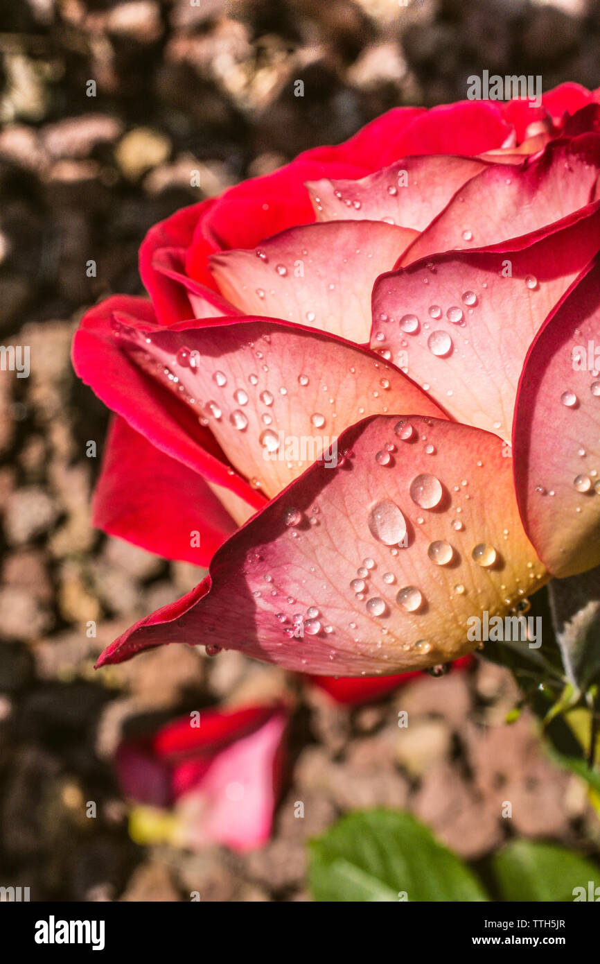 Rose dew hi-res stock photography and images - Alamy
