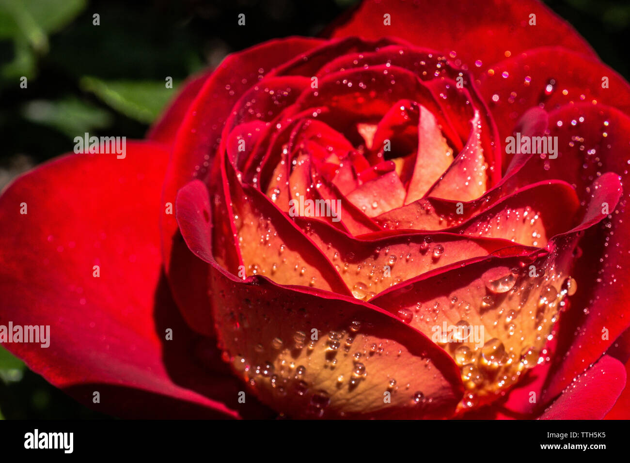 Gentle red rose with drops of dew on floral background Stock Photo - Alamy