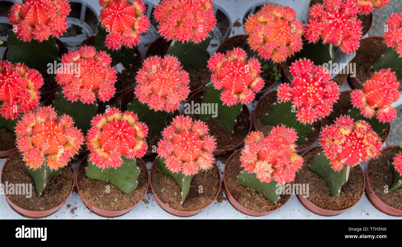 Little colorful cactus plant in a small pot Stock Photo - Alamy