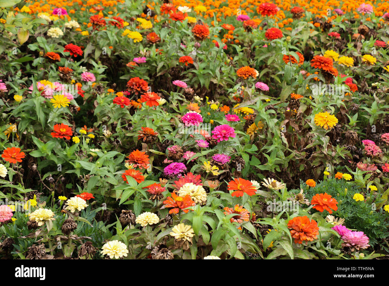 Beautiful Zinnia flowers in nature background Stock Photo - Alamy