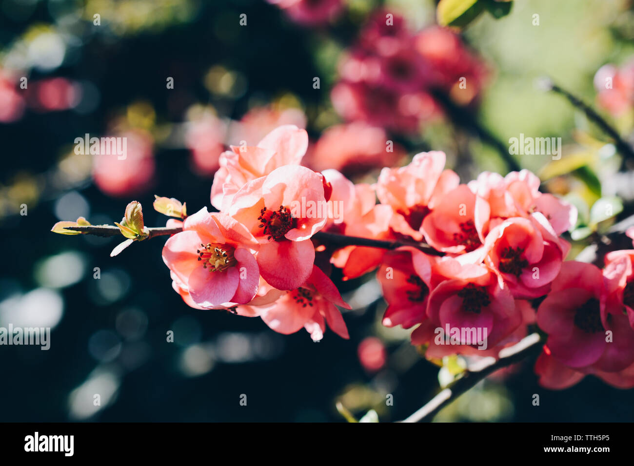 Tree bloom blossom beautiful flowers in spring season Stock Photo - Alamy