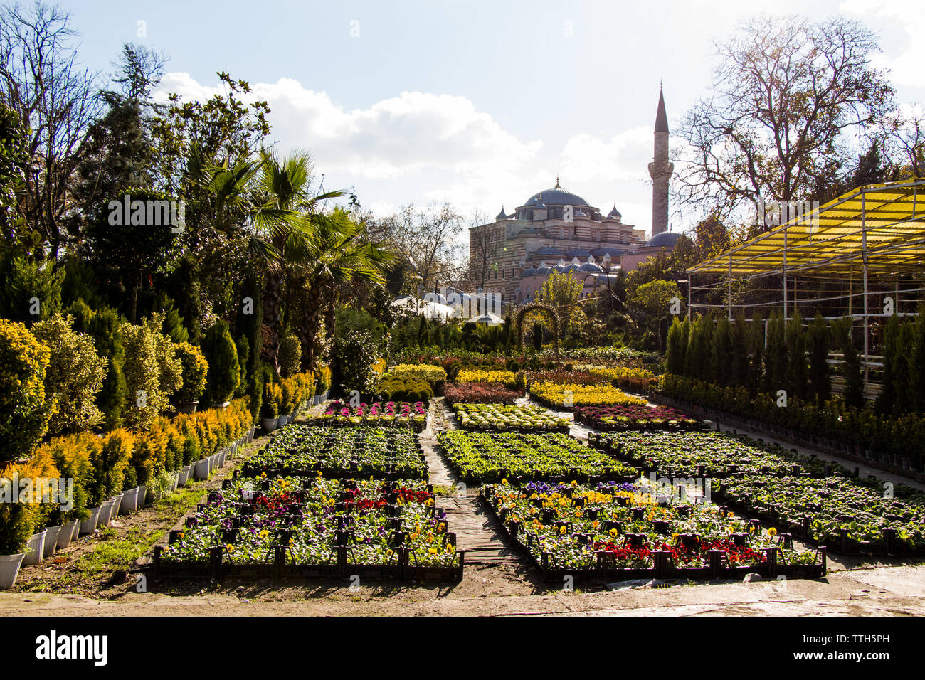 Beautiful fresh flowers with a mosque background Stock Photo - Alamy