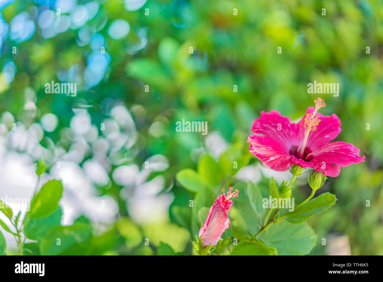 Red hibiscus blooming flower on a beach of Naha City in Okinawa island ...