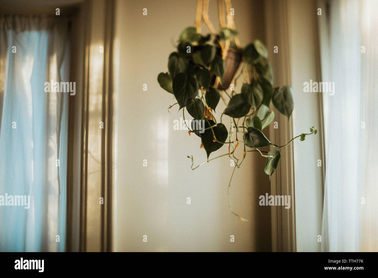plant hanging in the sun Stock Photo - Alamy