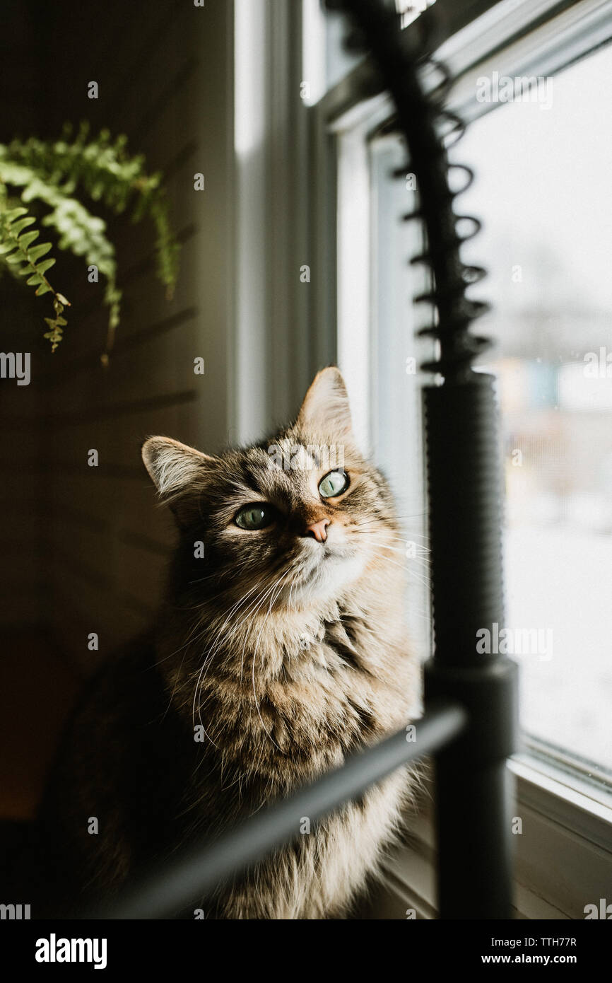 cat sitting next to a window Stock Photo - Alamy