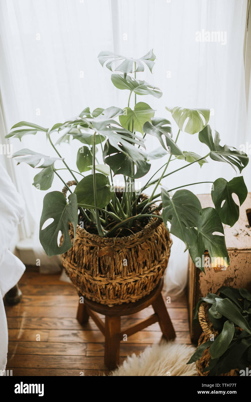 Plant in a basket hi-res stock photography and images - Alamy