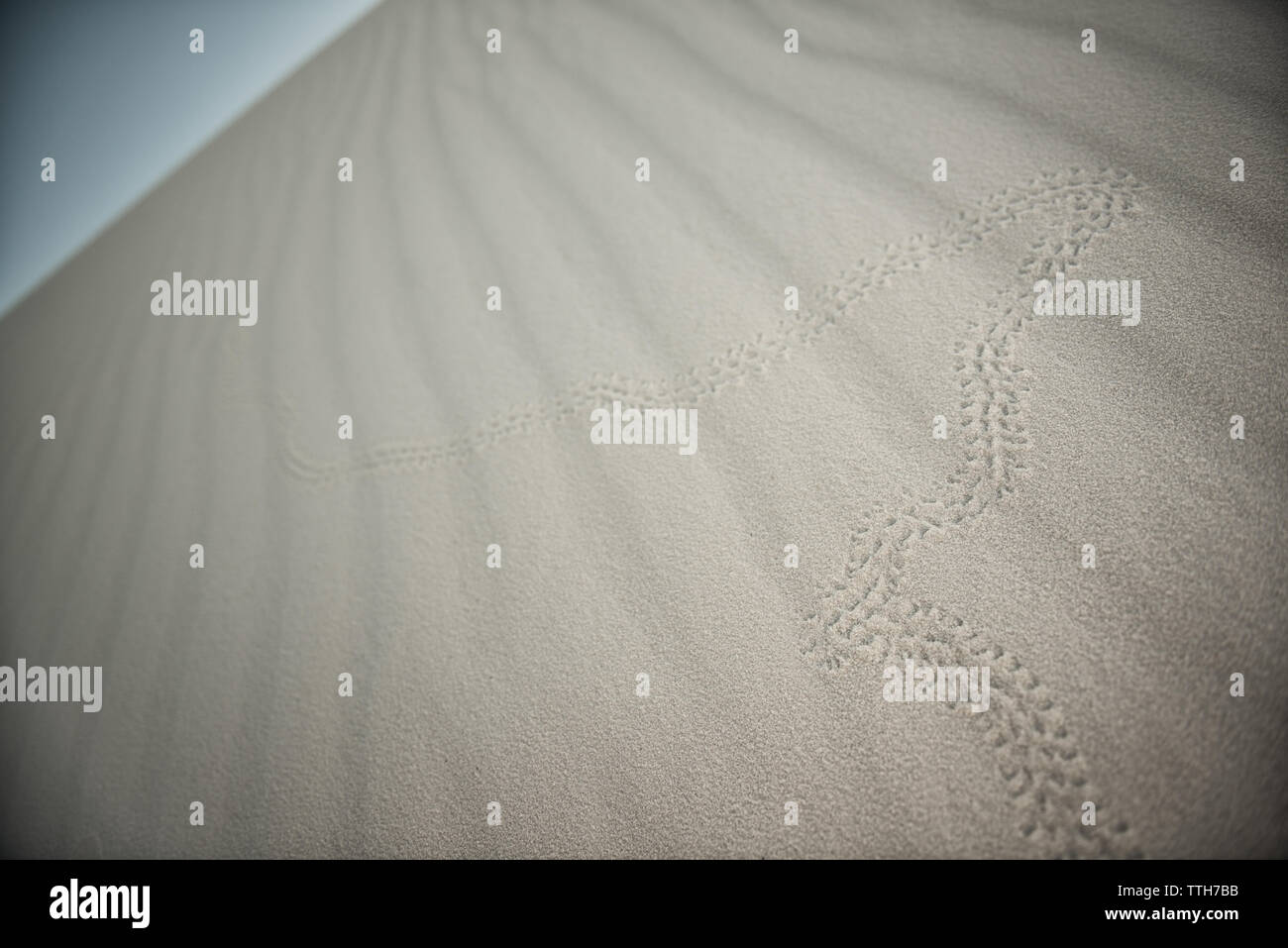 Snake tracks hi-res stock photography and images - Alamy