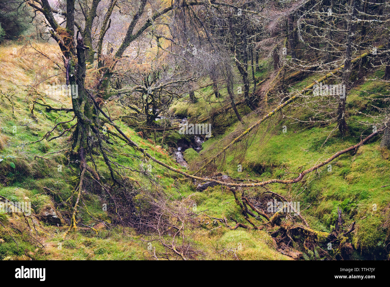 Moss covered forest floor hi-res stock photography and images - Alamy