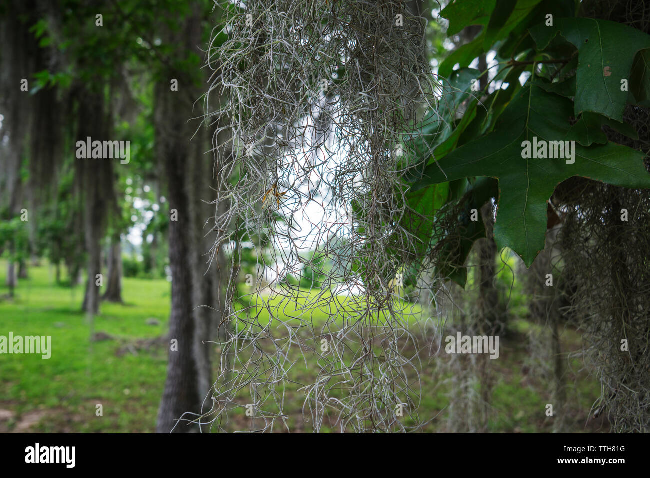 Spanish Moss on trees at Florence Marina State Park, GA Stock Photo - Alamy