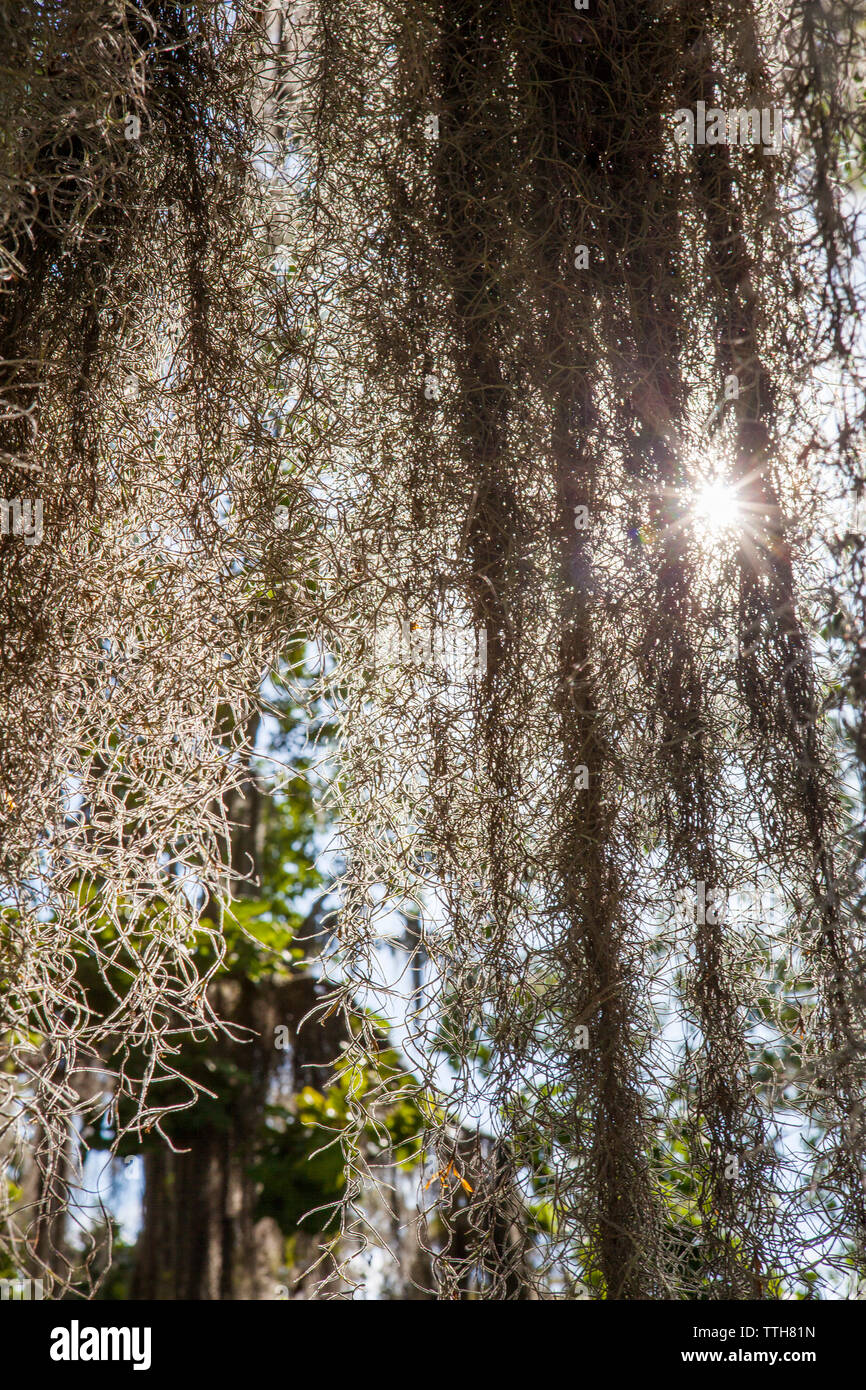 Moss On The Oak Tree High Resolution Stock Photography and Images - Alamy