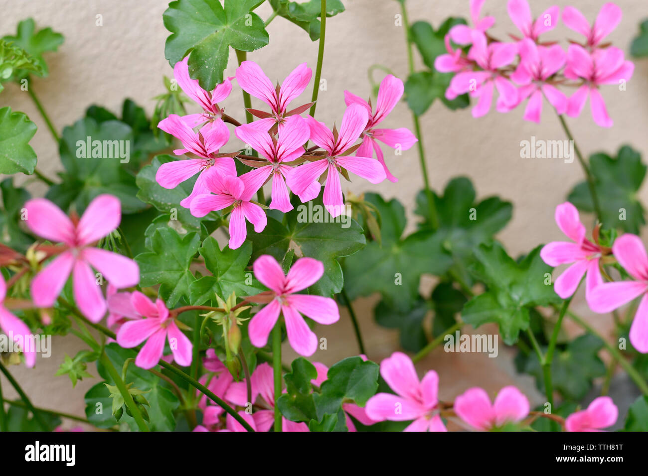Geranium, flower, Italy Stock Photo - Alamy