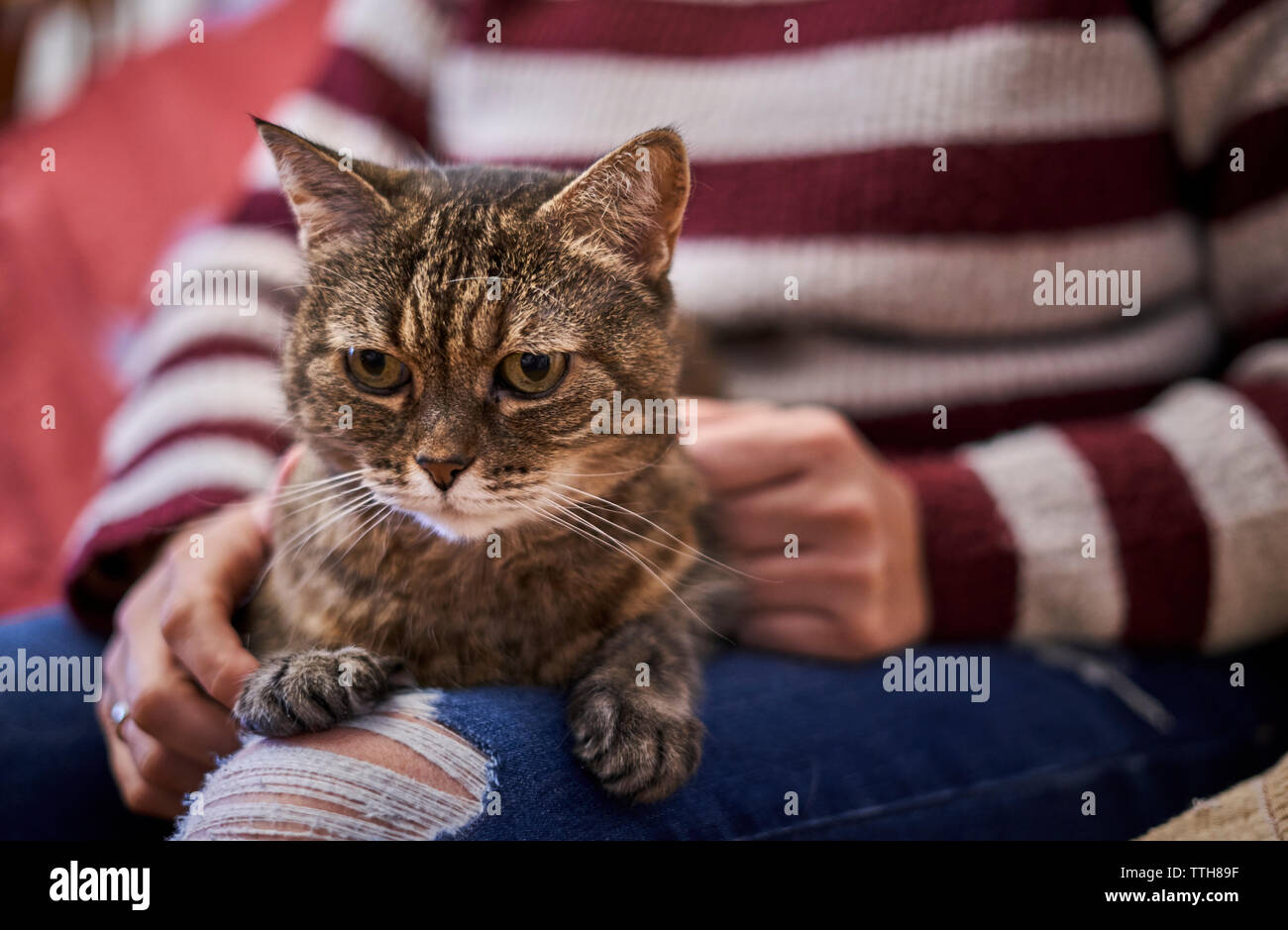 close up outdoor photo of the cat Stock Photo - Alamy