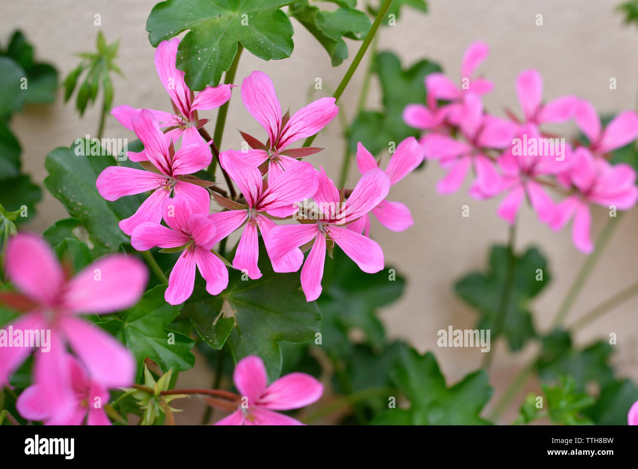 Geranium, flower, Italy Stock Photo - Alamy