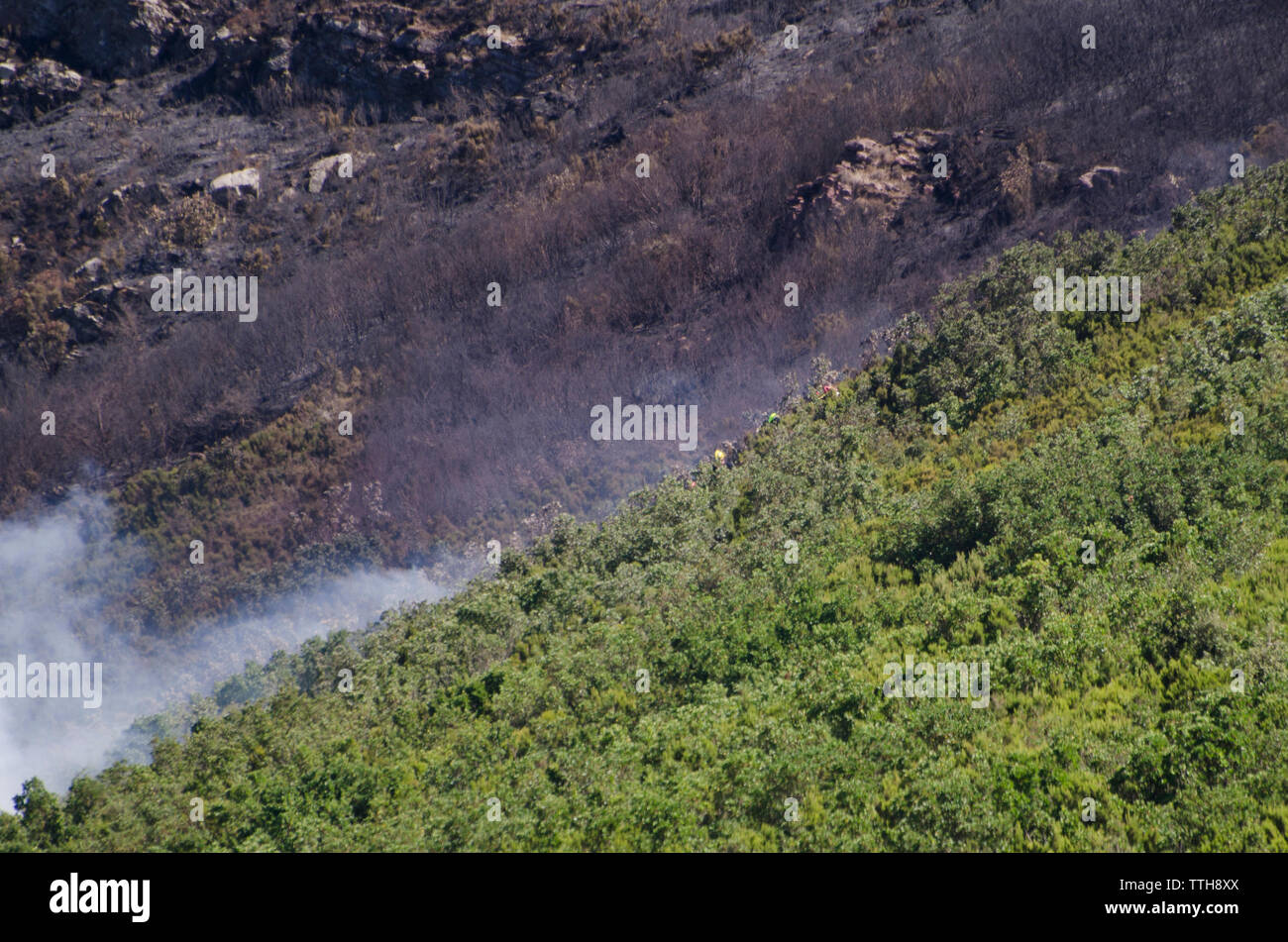 Biodiversity lost hi-res stock photography and images - Alamy