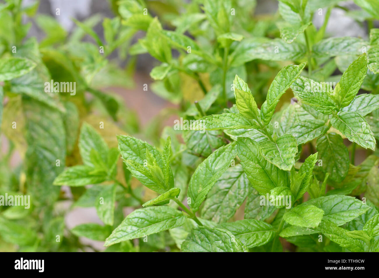 Italian Plants And Shrubs