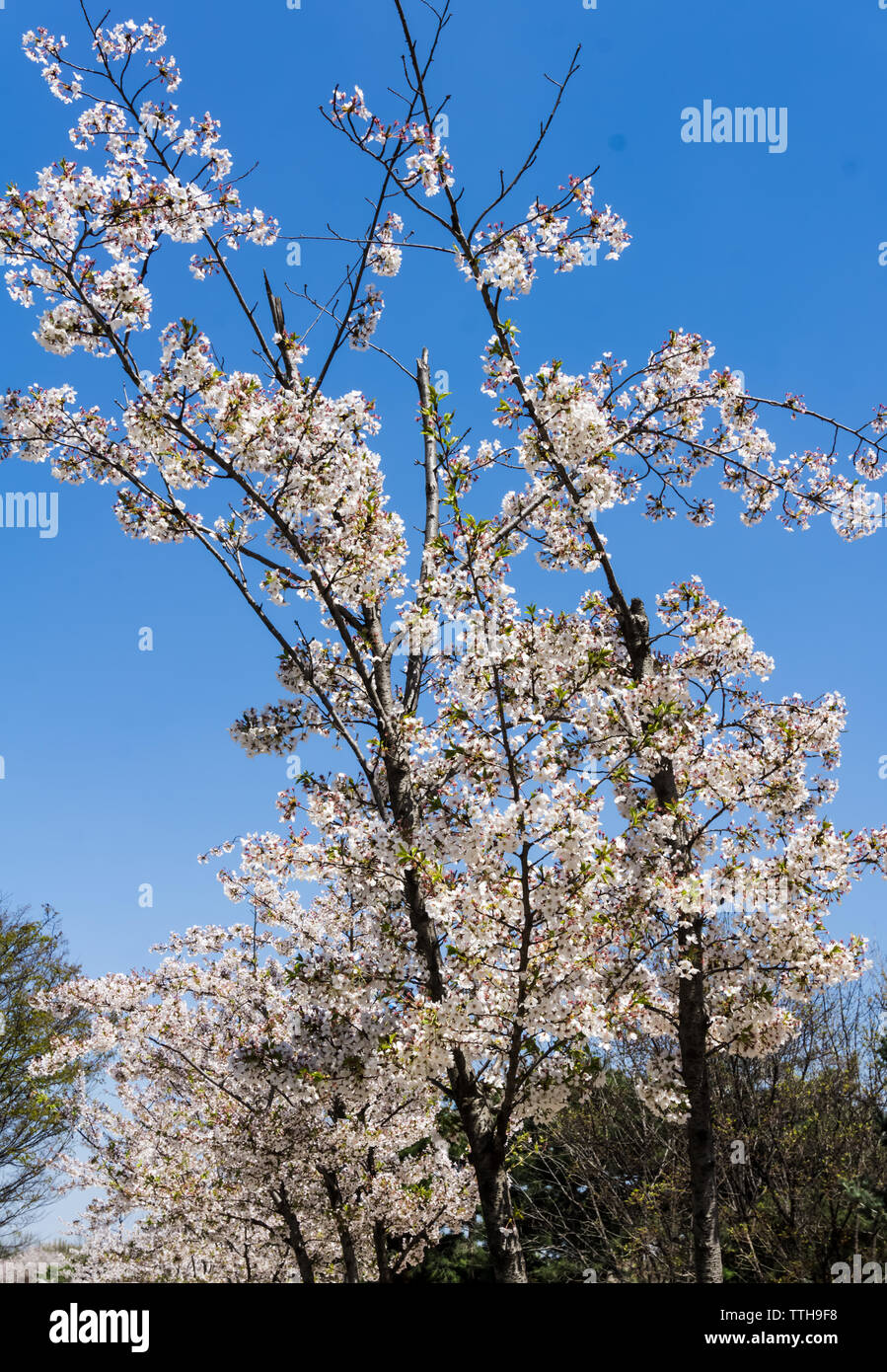 Yeouido cherry blossom hi-res stock photography and images - Alamy