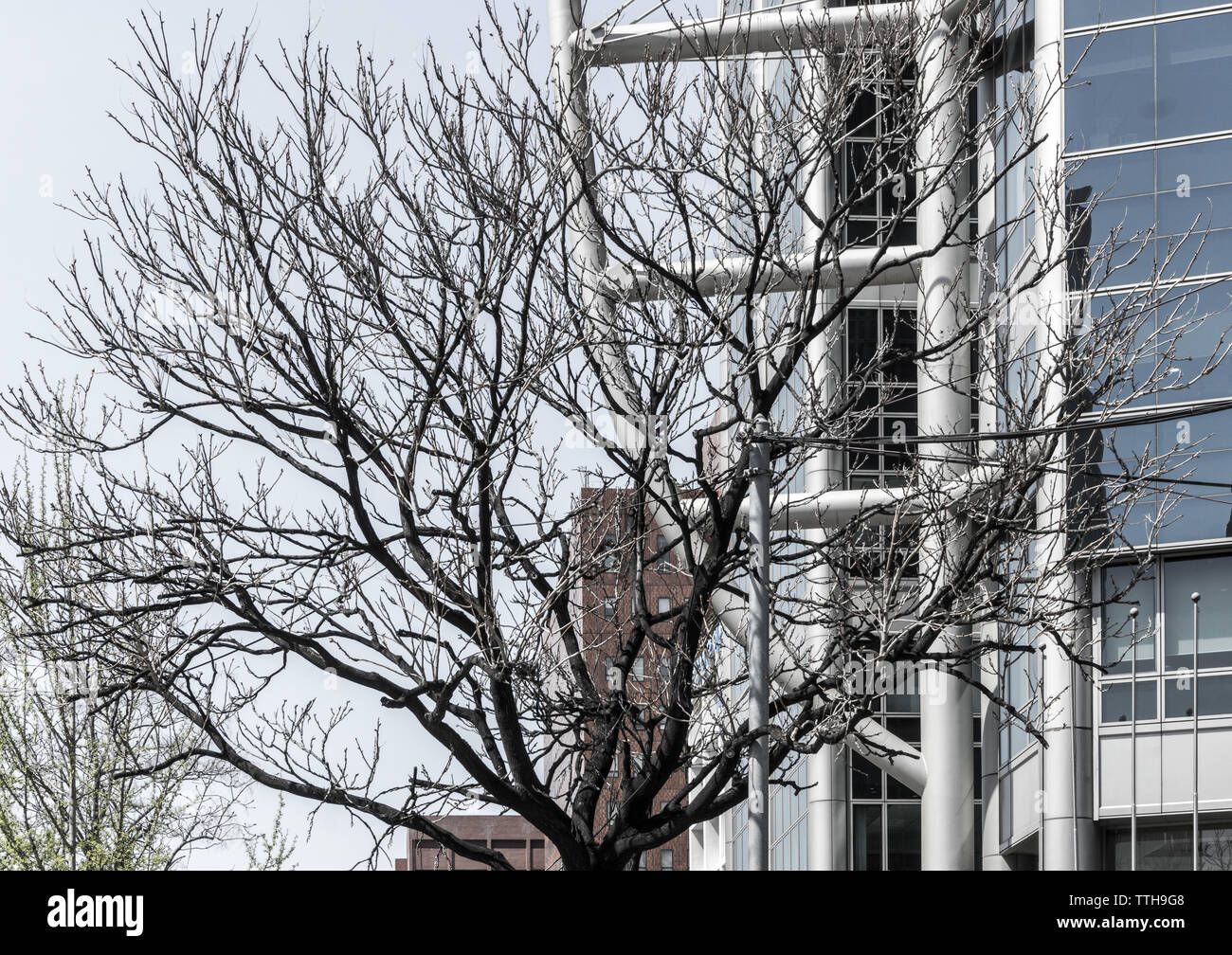 Branchy branches hi-res stock photography and images - Alamy